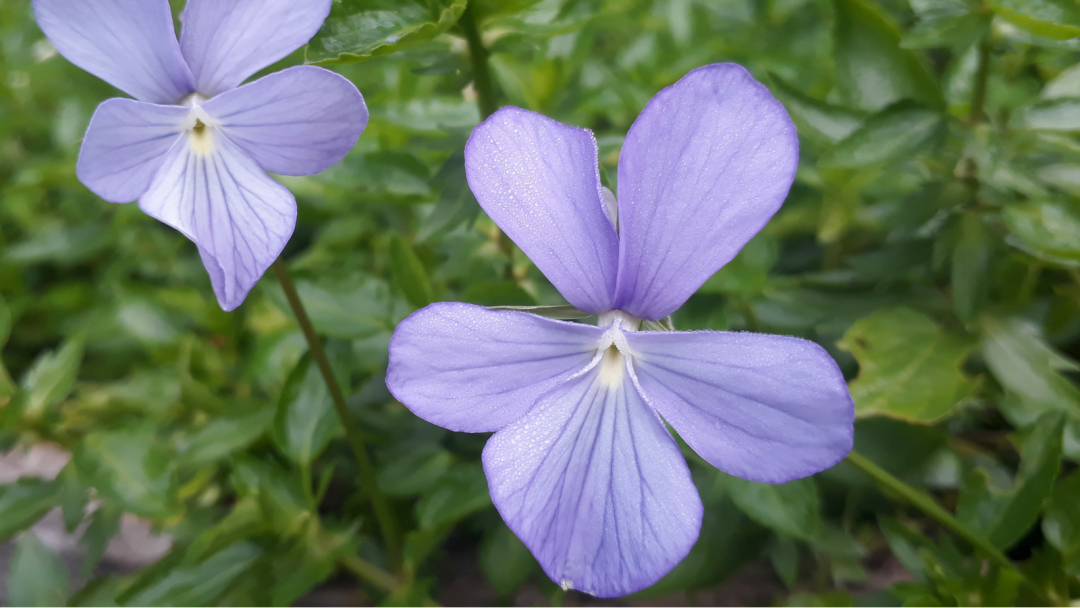Viola cornuta blue - sjgardenadvice.co.uk
